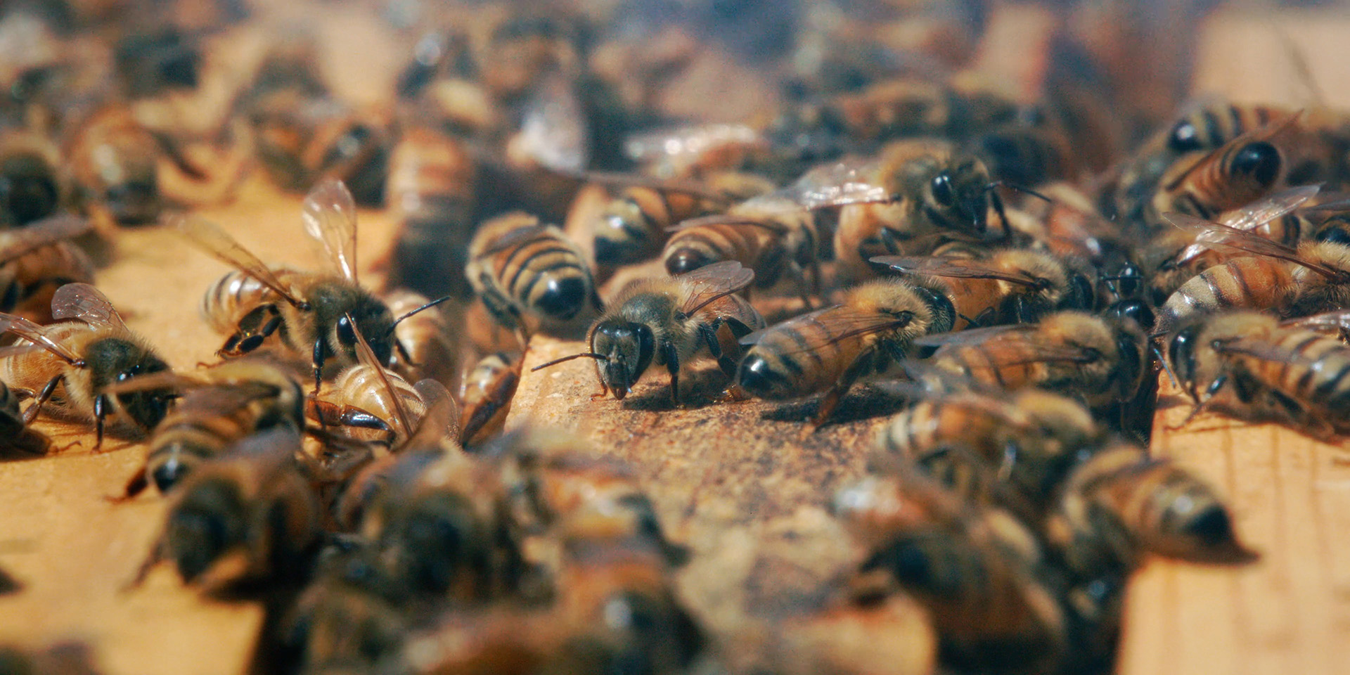 Beekeeping Basics - Nemacolin